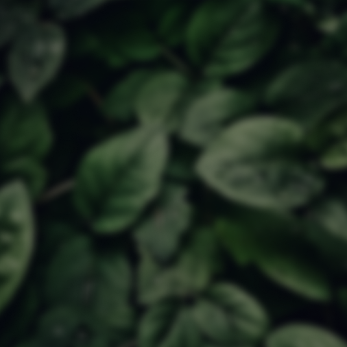 Aquamation | Reflections Pet Aquamation Services